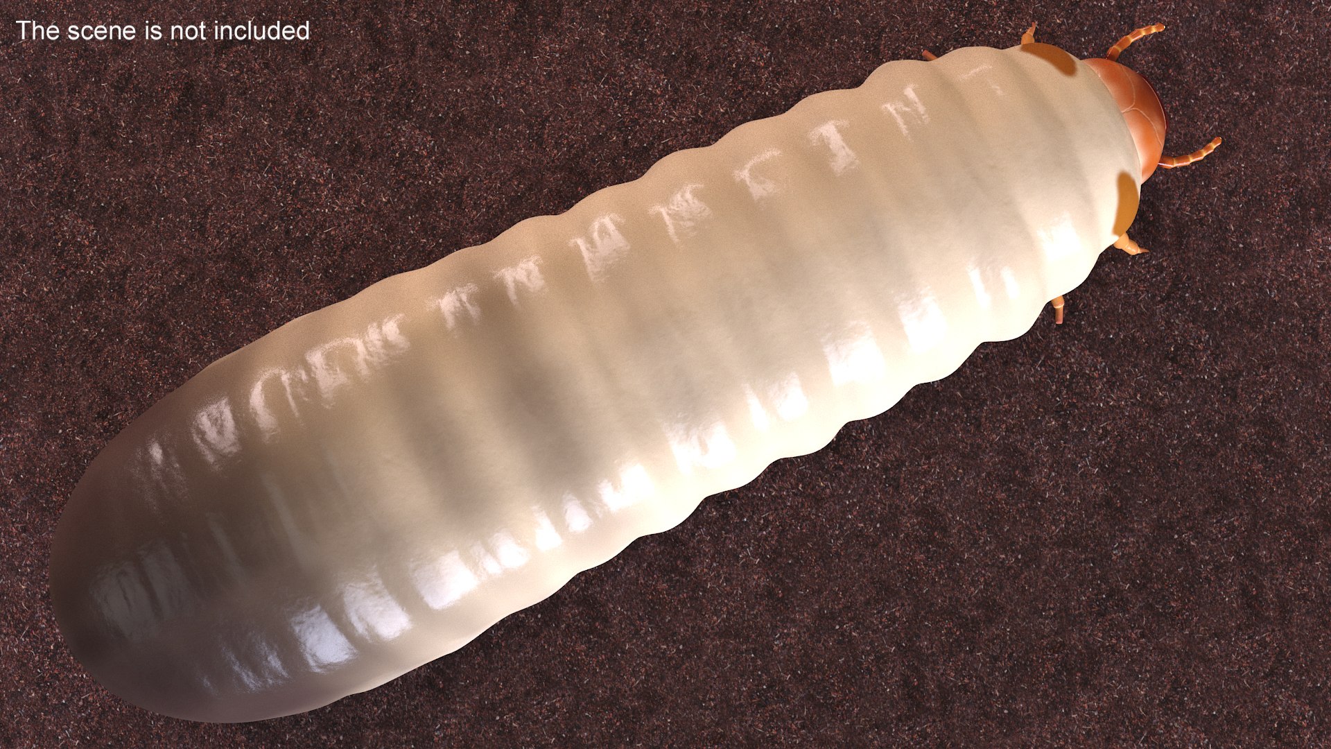 3D Maggot May Bug model - TurboSquid 2164229