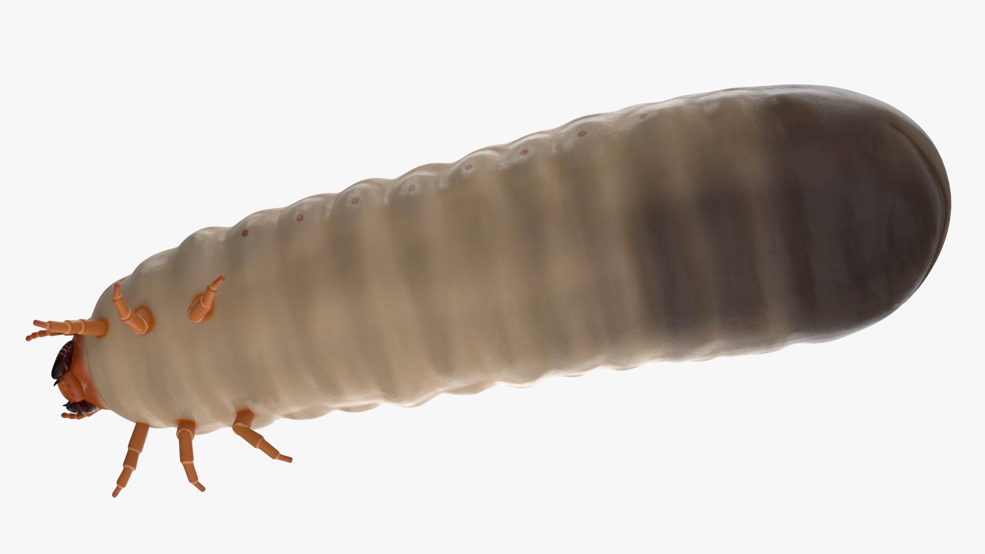 3D Maggot May Bug model - TurboSquid 2164229