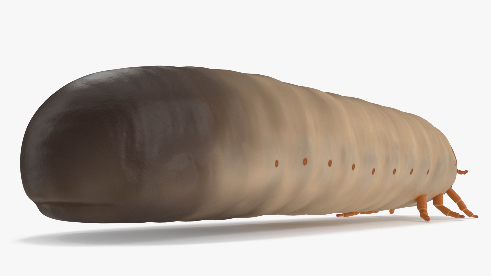 3D Maggot May Bug model - TurboSquid 2164229