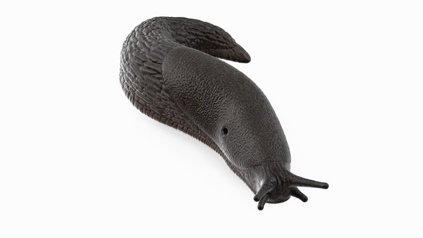 Black Garden Slug Crawling 3D model - TurboSquid 2013505