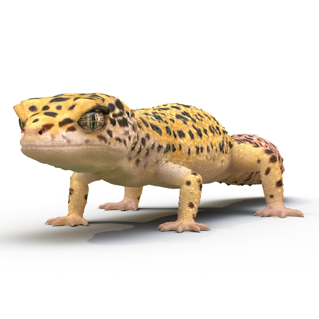 leopard gecko 3d model