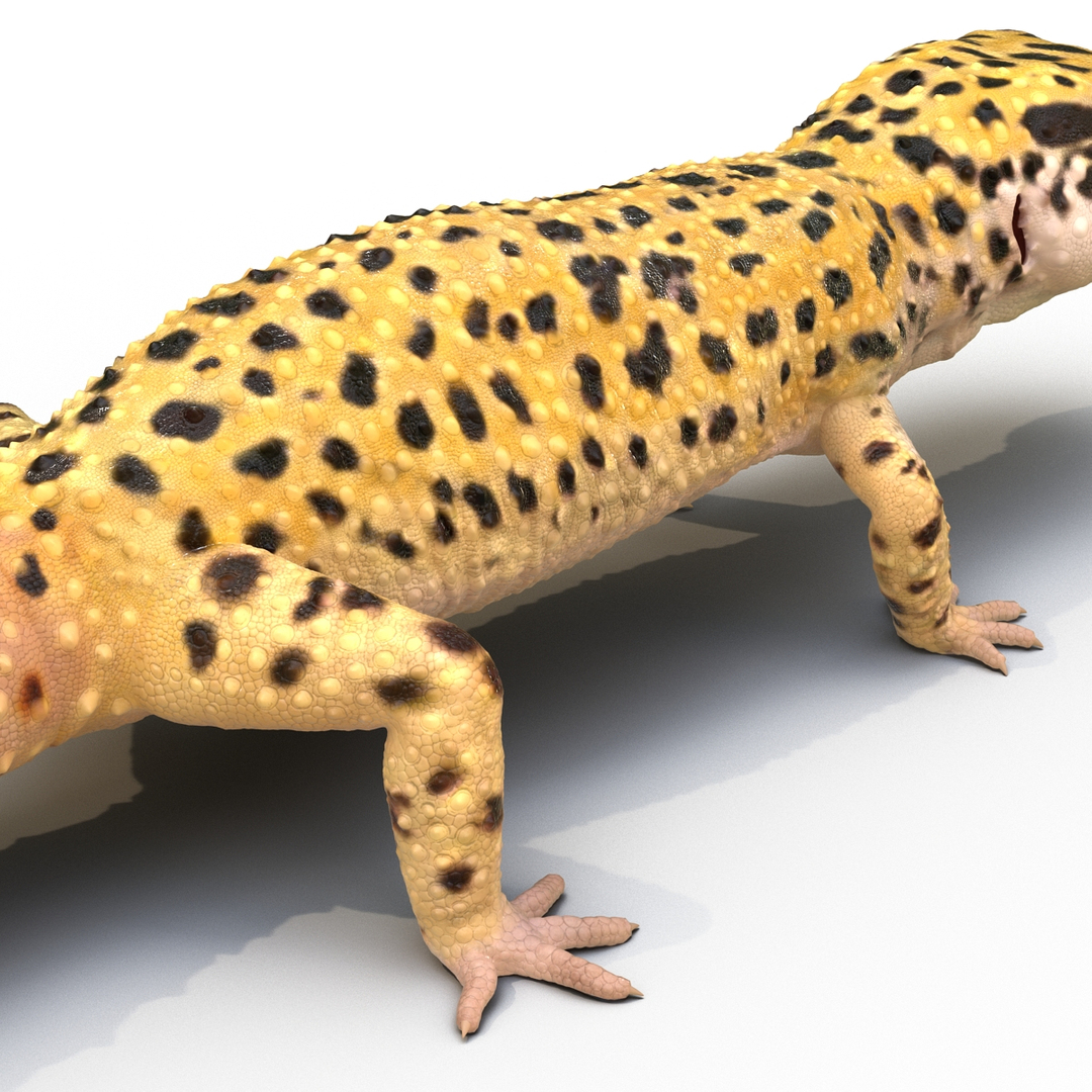 leopard gecko 3d model