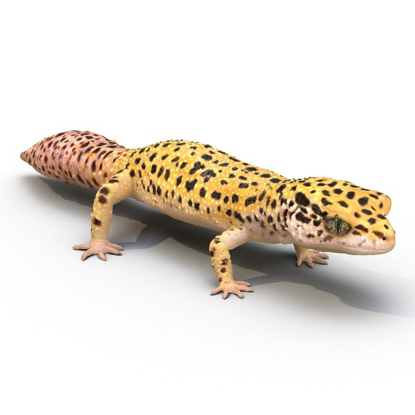 leopard gecko 3d model