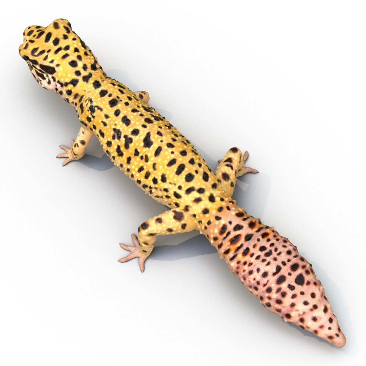 leopard gecko 3d model