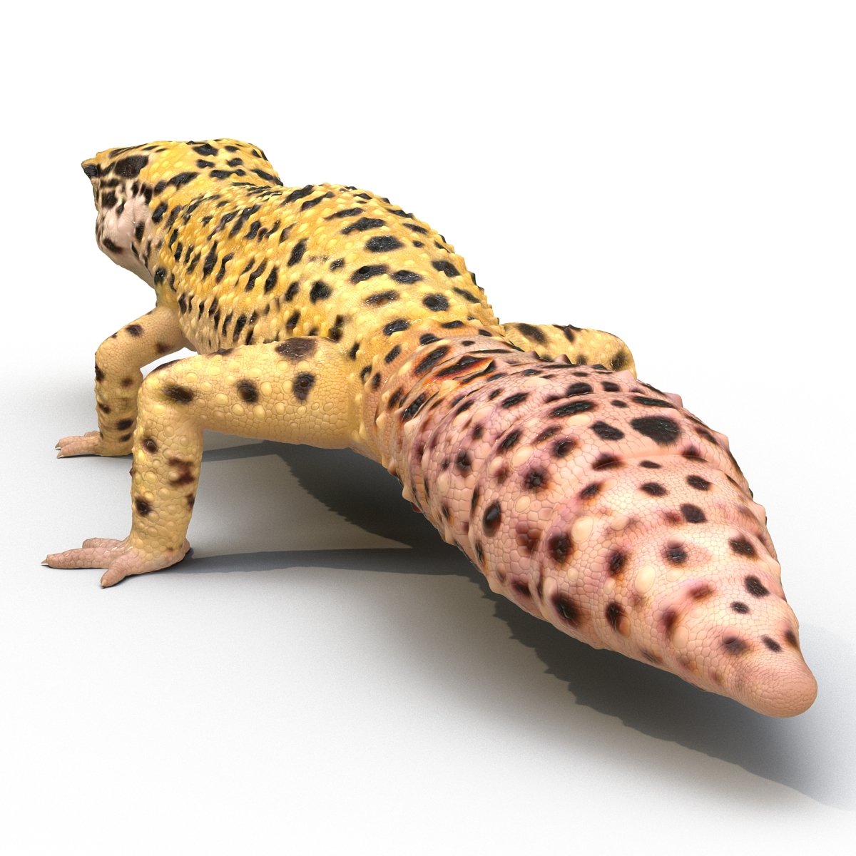 leopard gecko 3d model