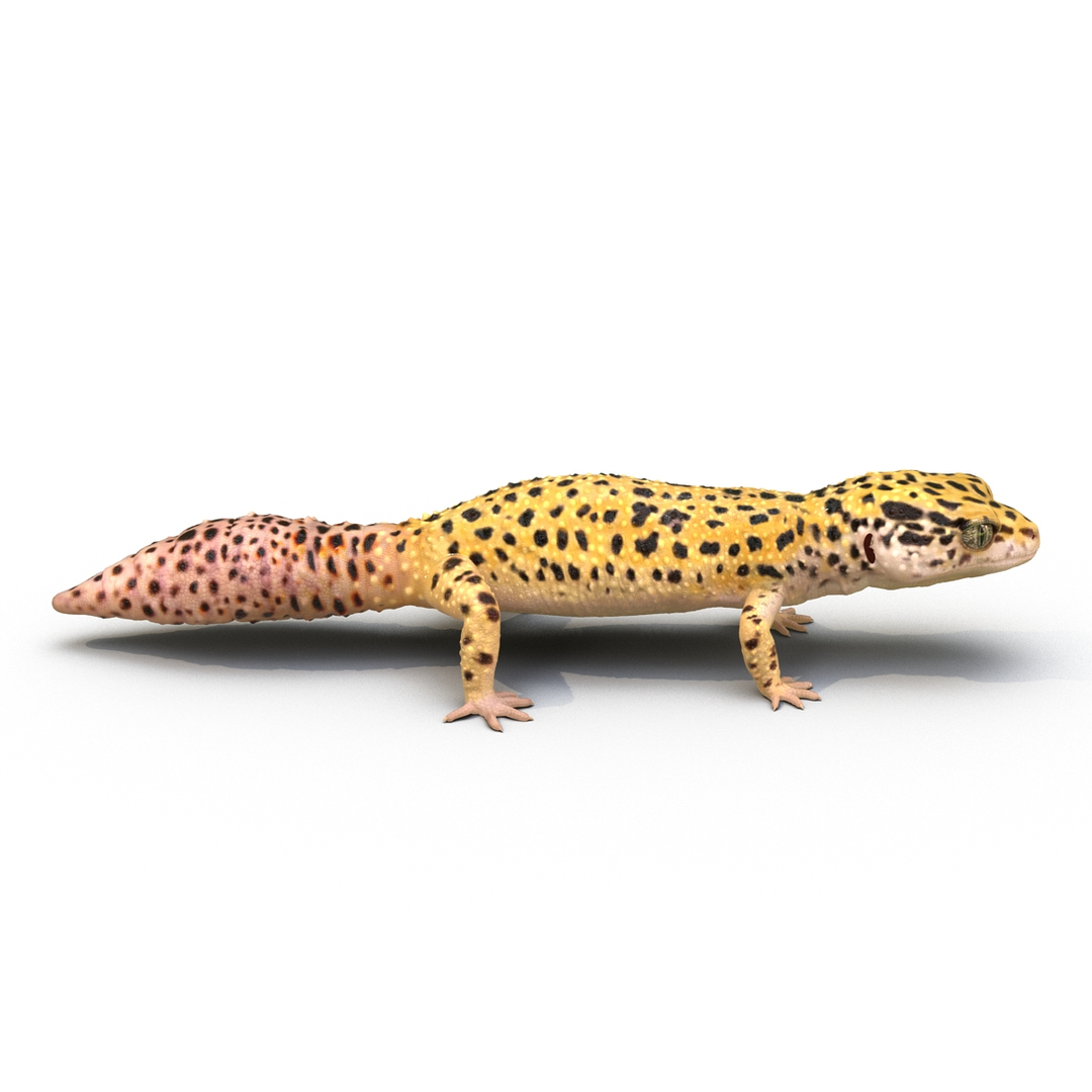 leopard gecko 3d model