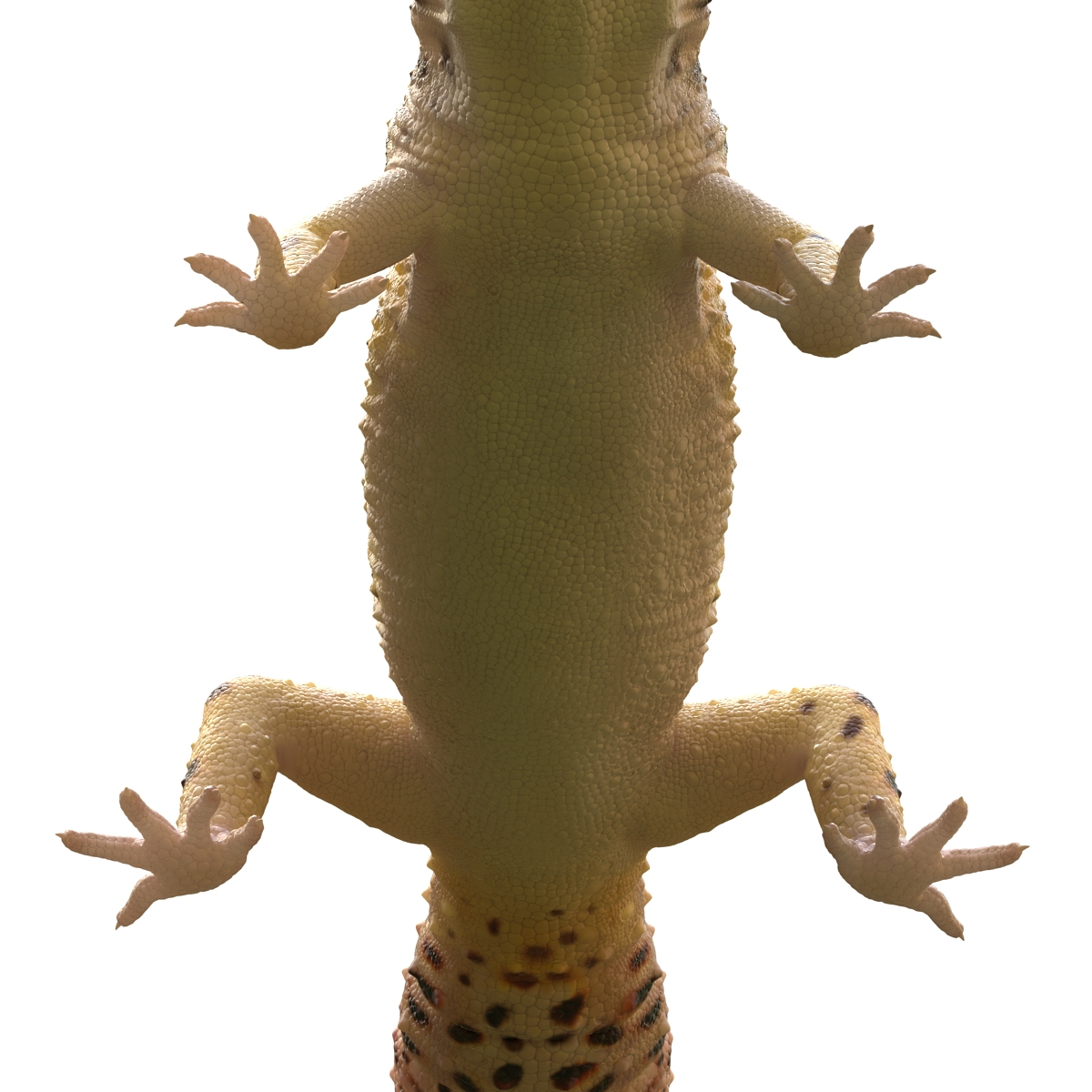 leopard gecko 3d model