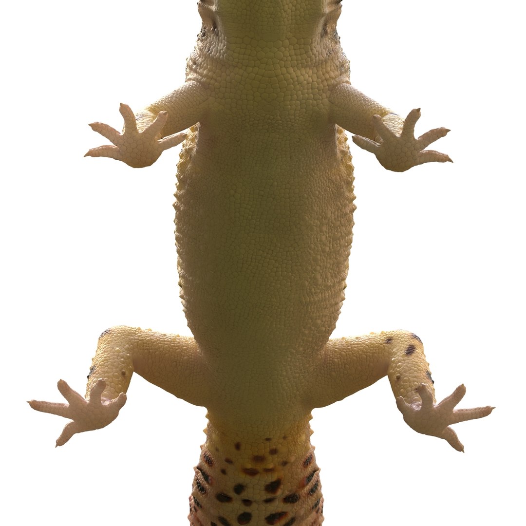 leopard gecko 3d model