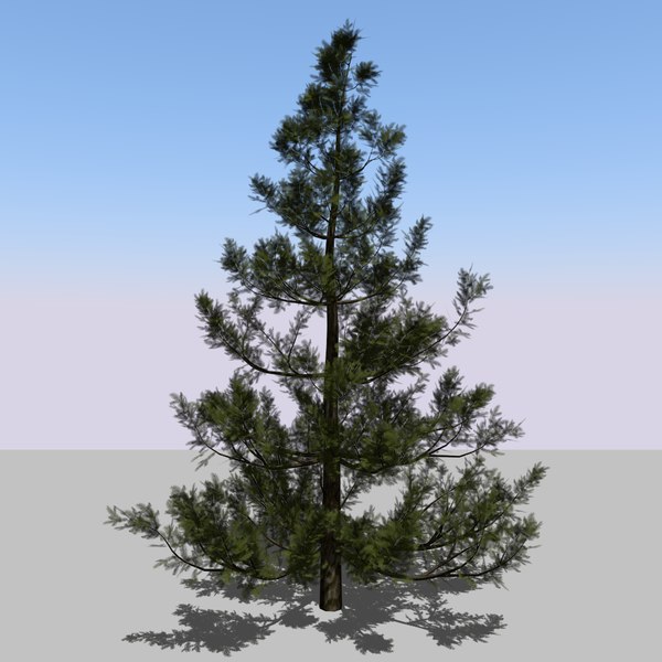 Free 3D Pine-Tree Models | TurboSquid