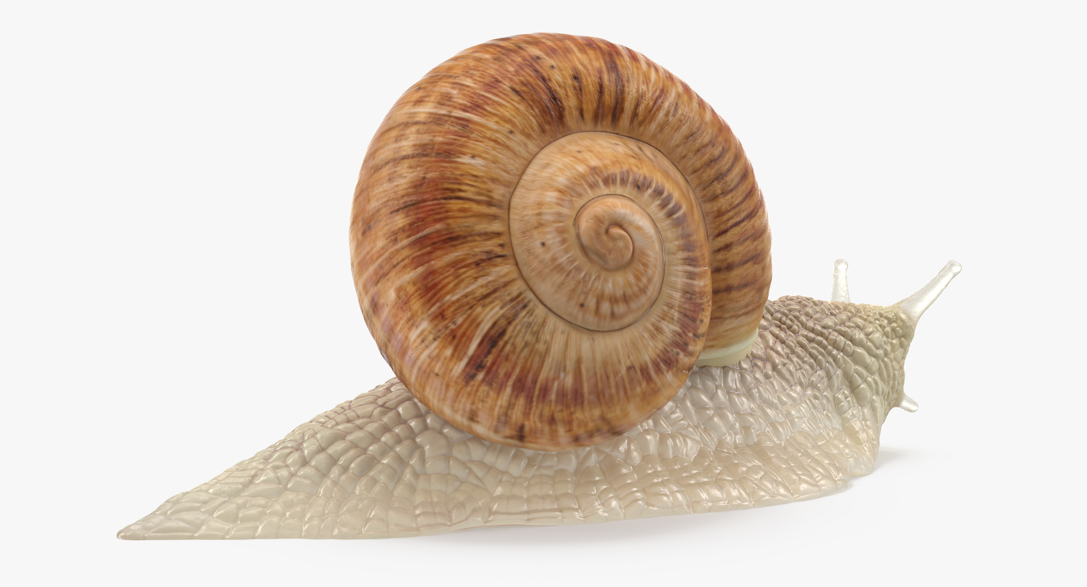 snail 01 3d max