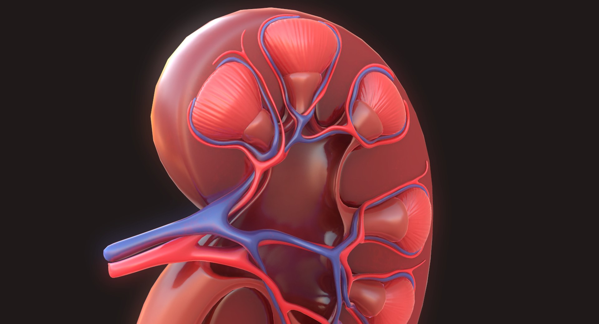 Human Kidney 3D Model - TurboSquid 1423343