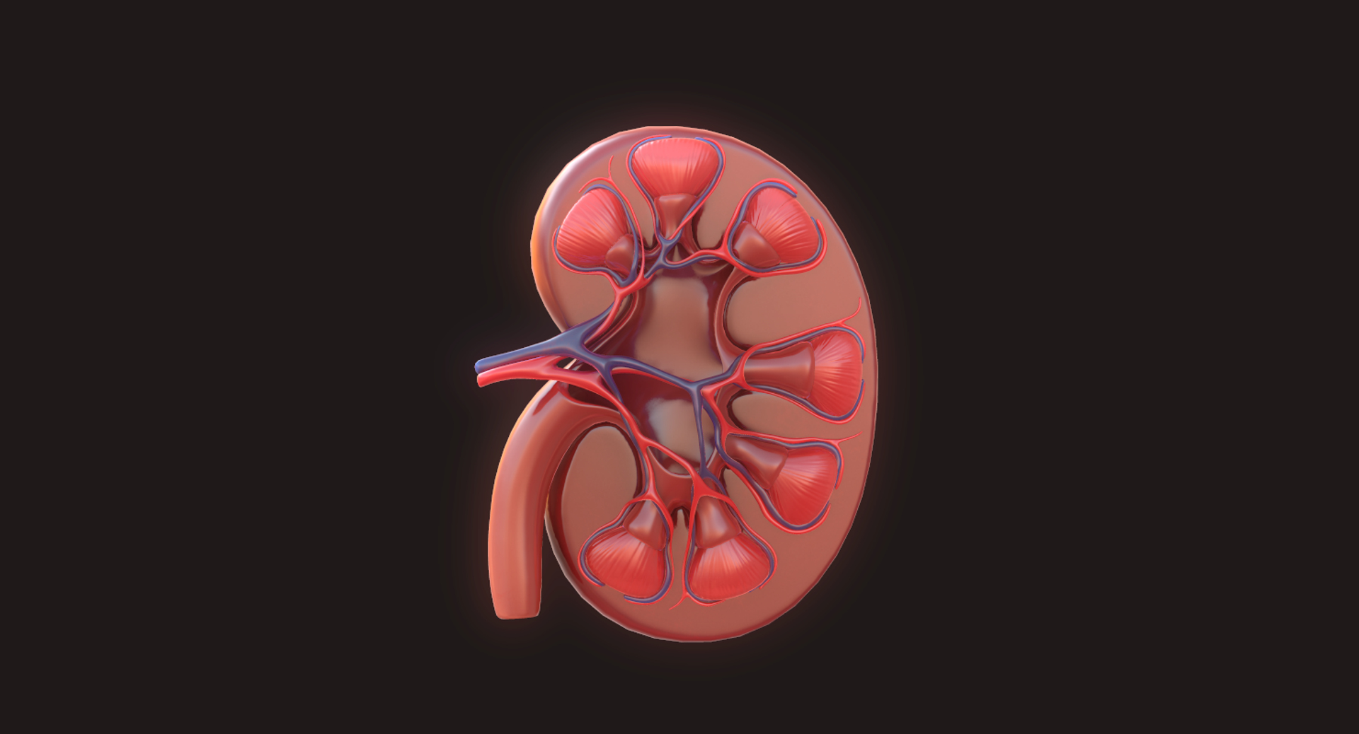 Human Kidney 3D Model - TurboSquid 1423343
