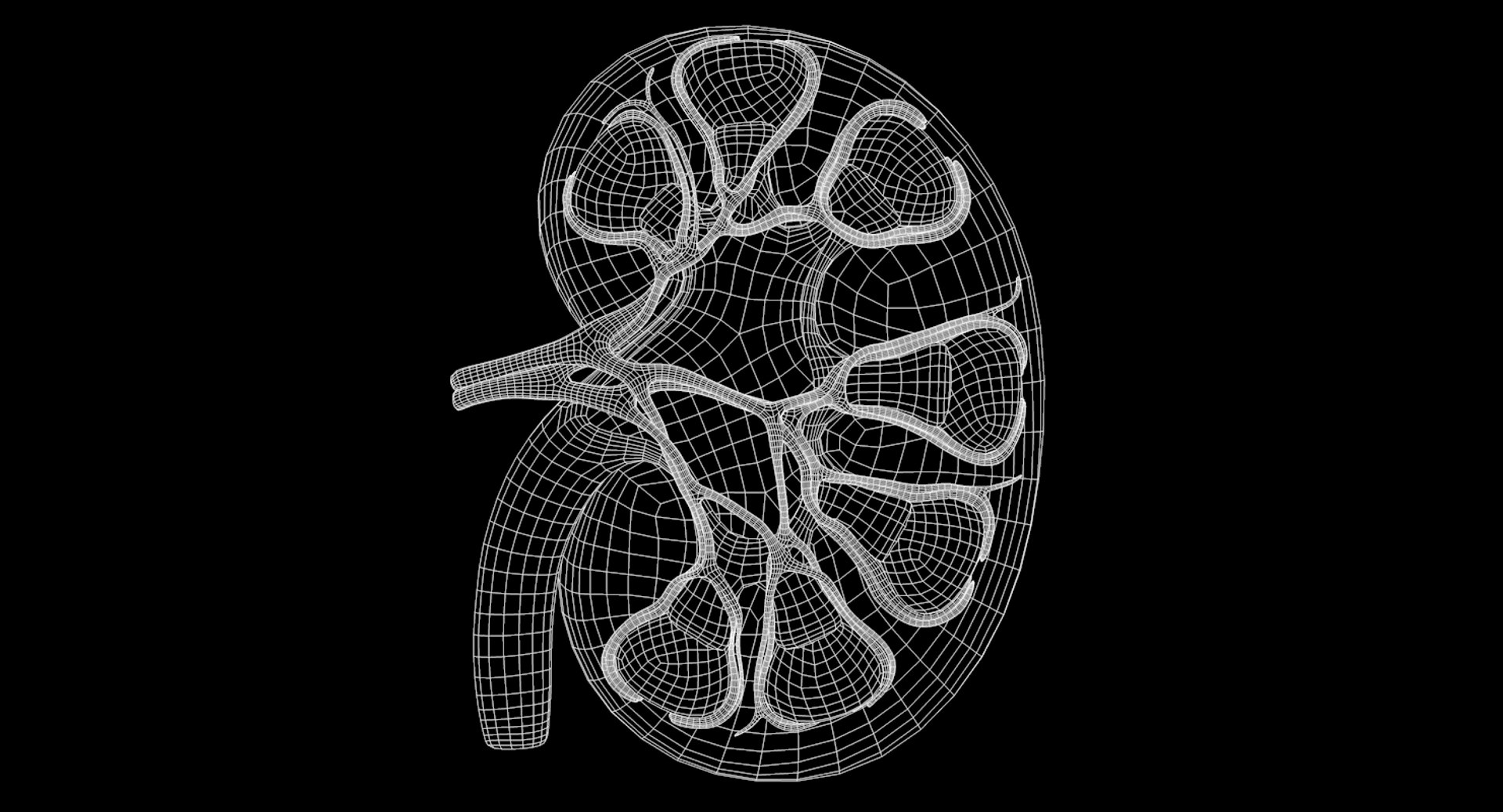 Human Kidney 3D Model - TurboSquid 1423343