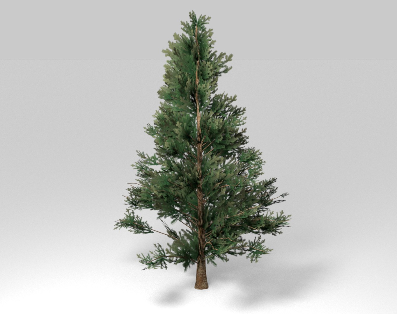 3D Model Fir Tree - TurboSquid 1285235