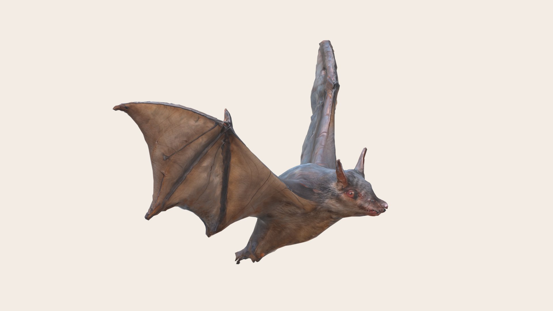 3D Vampire Bat - TurboSquid 2262812