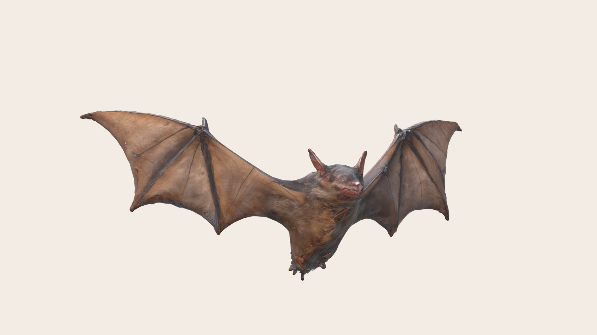 3D Vampire Bat - TurboSquid 2262812