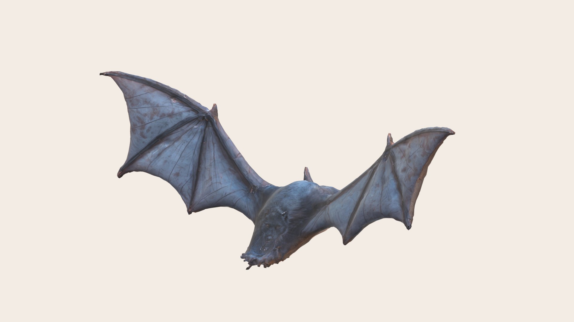 3D Vampire Bat - TurboSquid 2262812