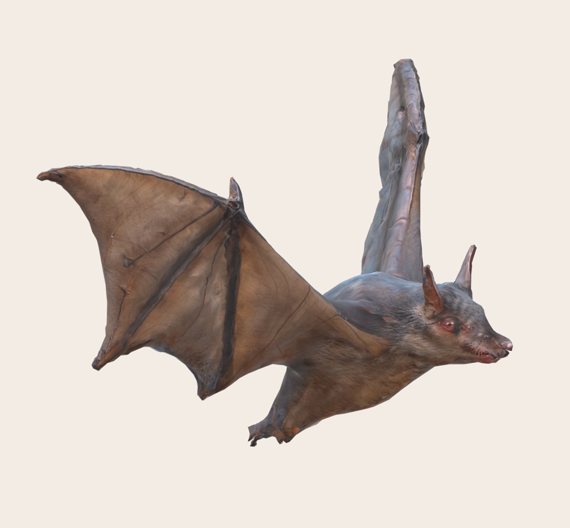 3D Vampire Bat - TurboSquid 2262812