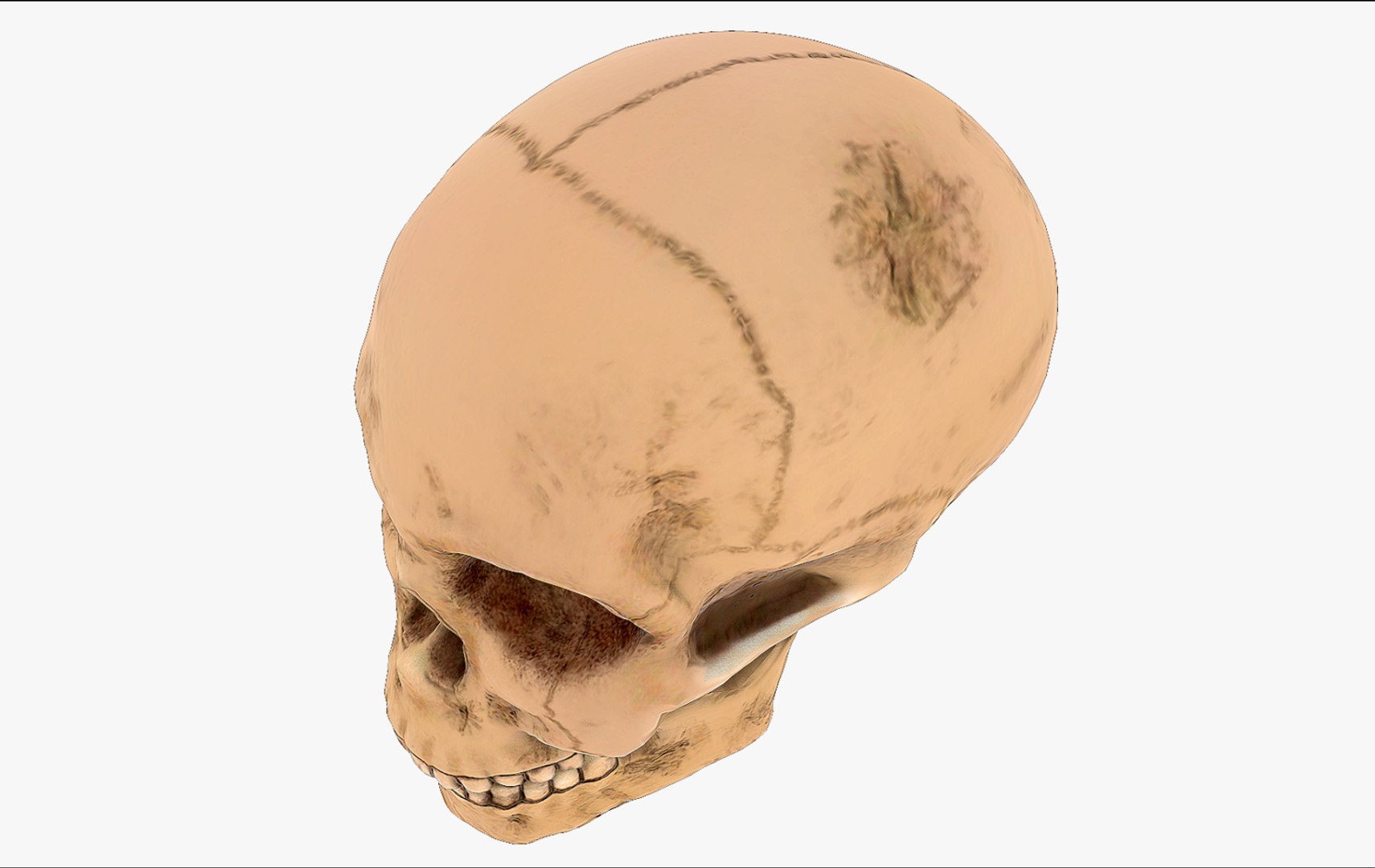 3D realistic skull head - TurboSquid 1156527