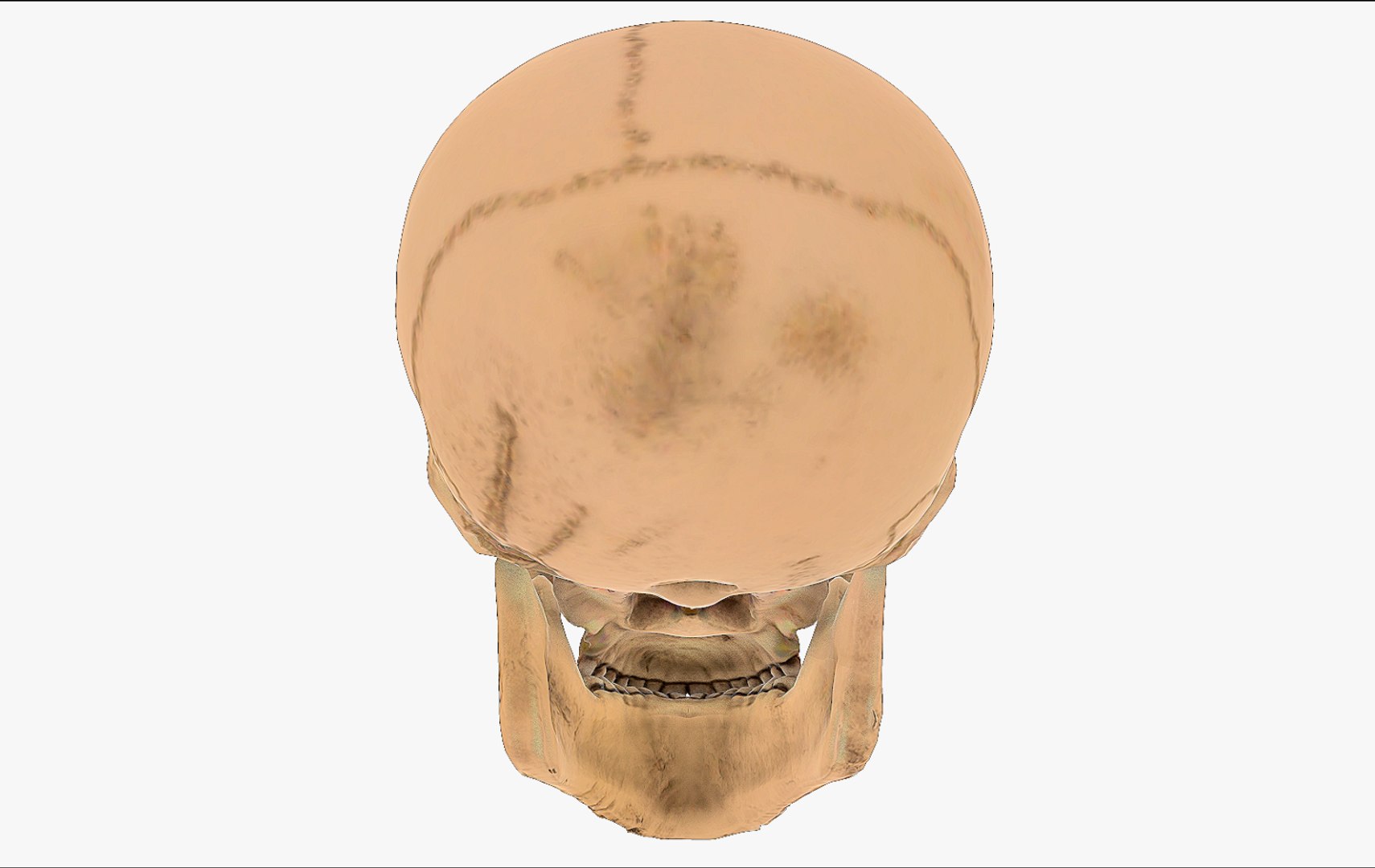 3D realistic skull head - TurboSquid 1156527