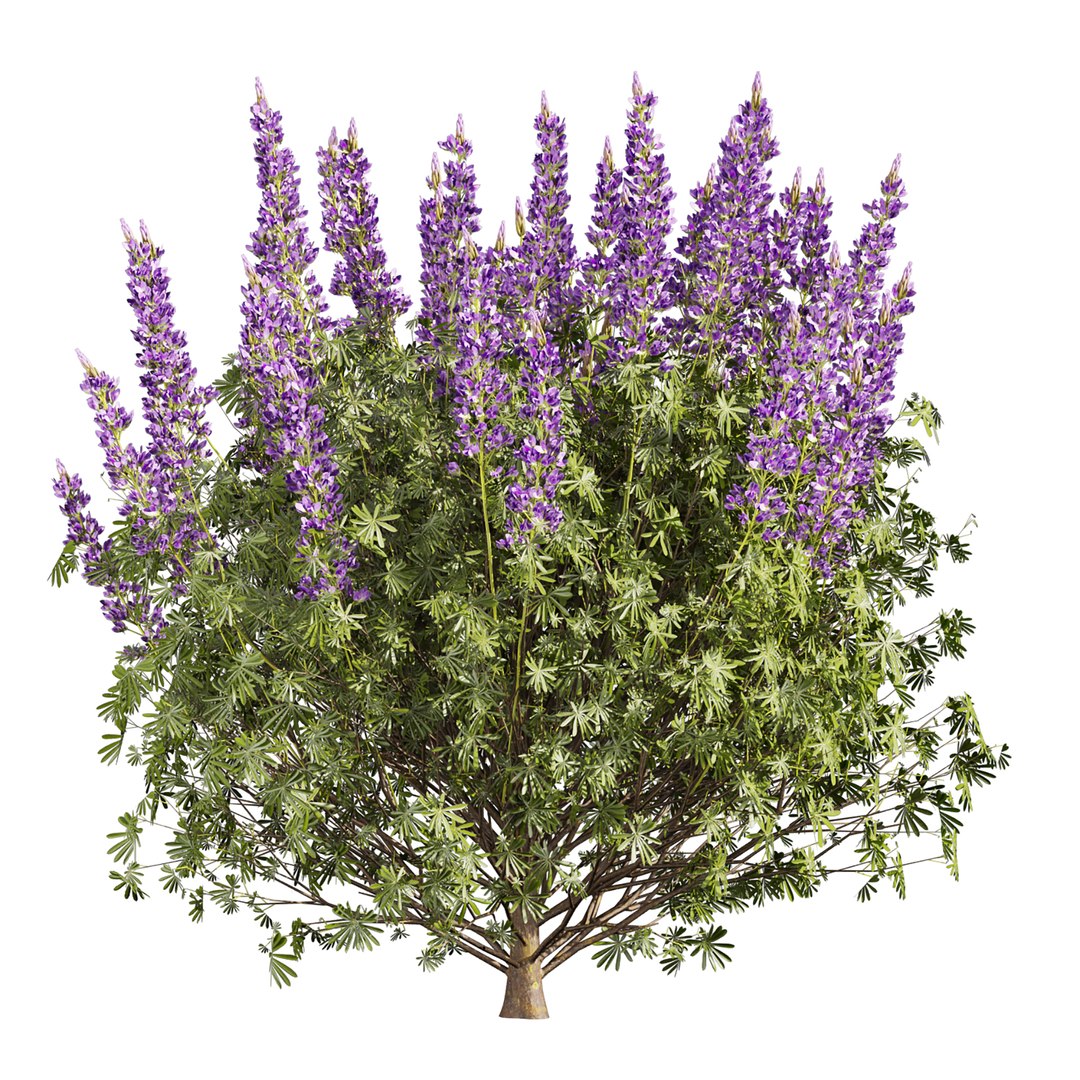 Collection plant vol 554 - Lupinus - Albifrons - bush model - TurboSquid 2178206