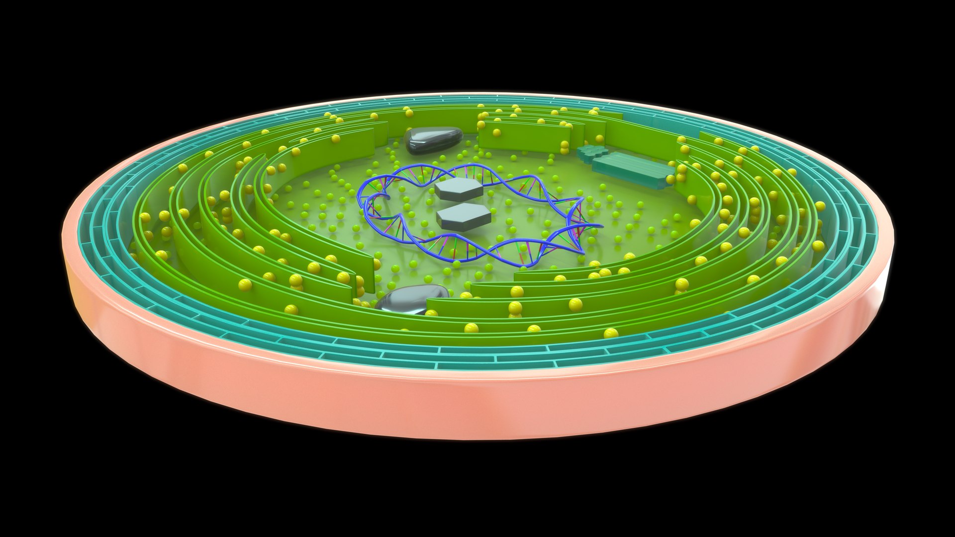3D Cyanobacteria Cell - TurboSquid 2206038