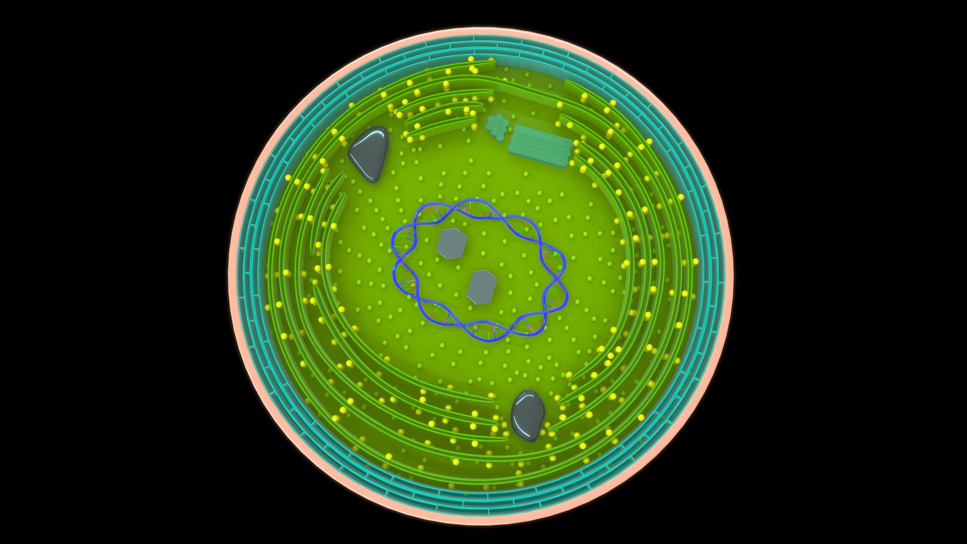 3D Cyanobacteria Cell - TurboSquid 2206038