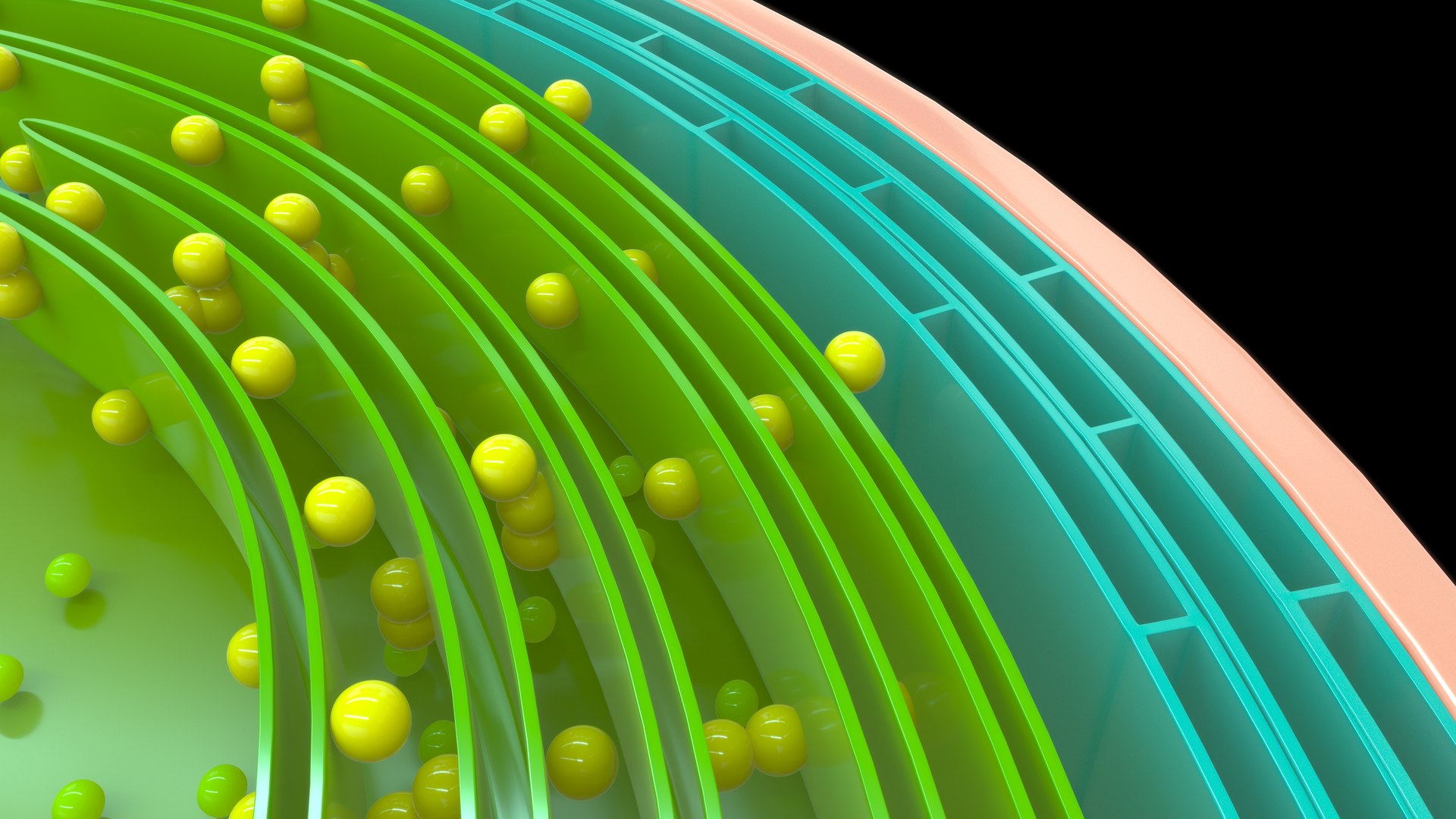 3D Cyanobacteria Cell - TurboSquid 2206038