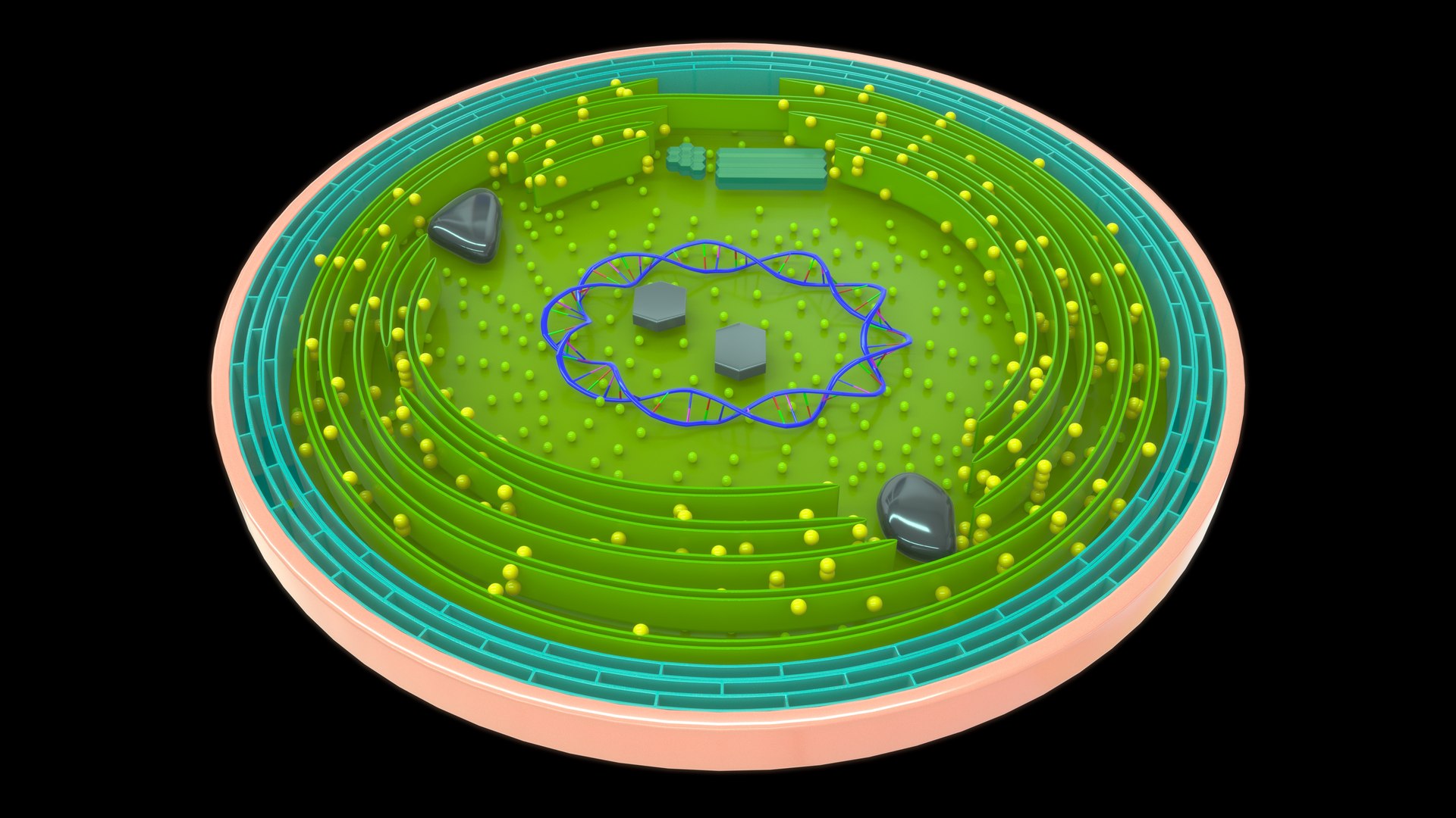 3D Cyanobacteria Cell - TurboSquid 2206038