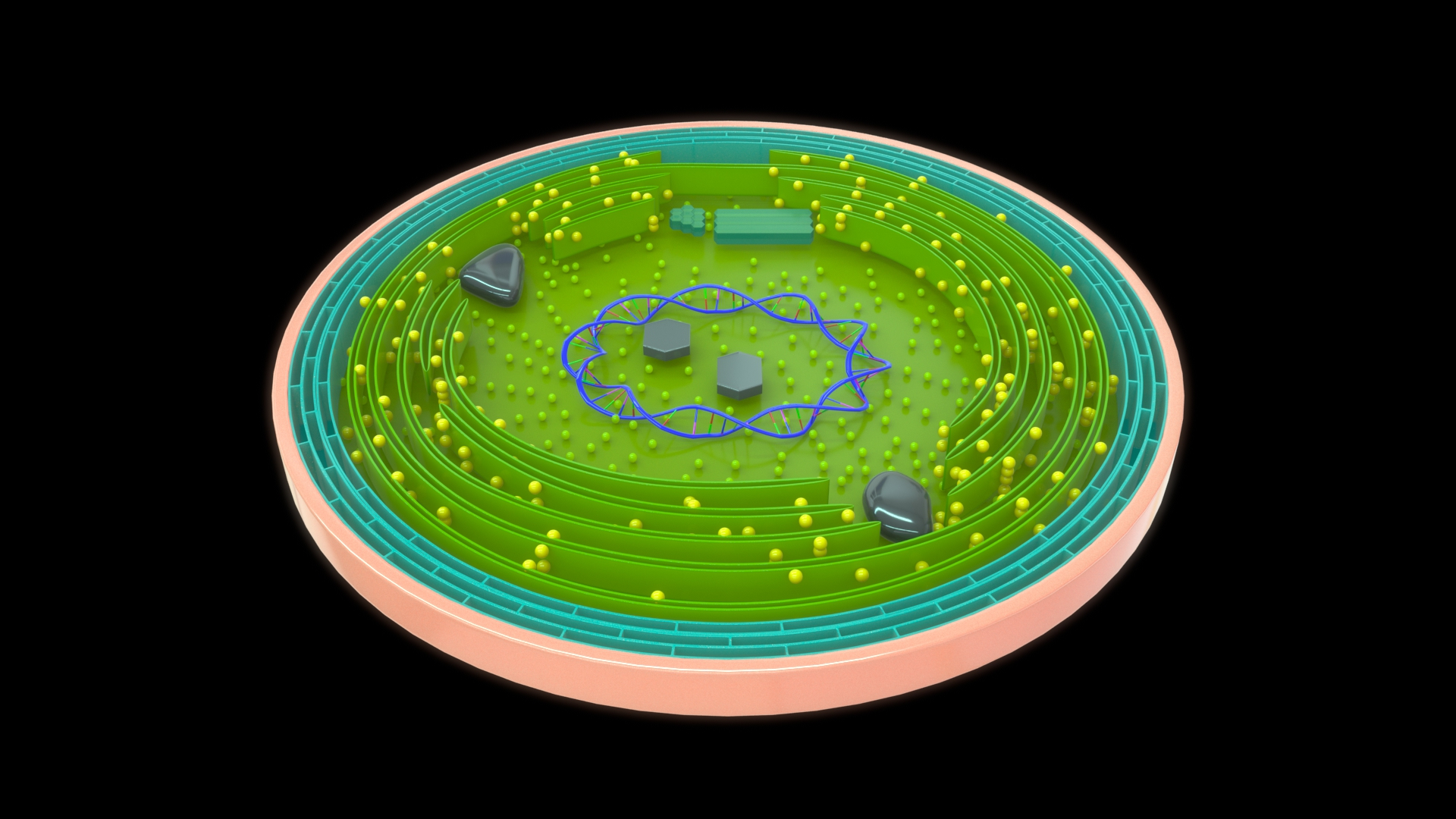 3D Cyanobacteria Cell - TurboSquid 2206038