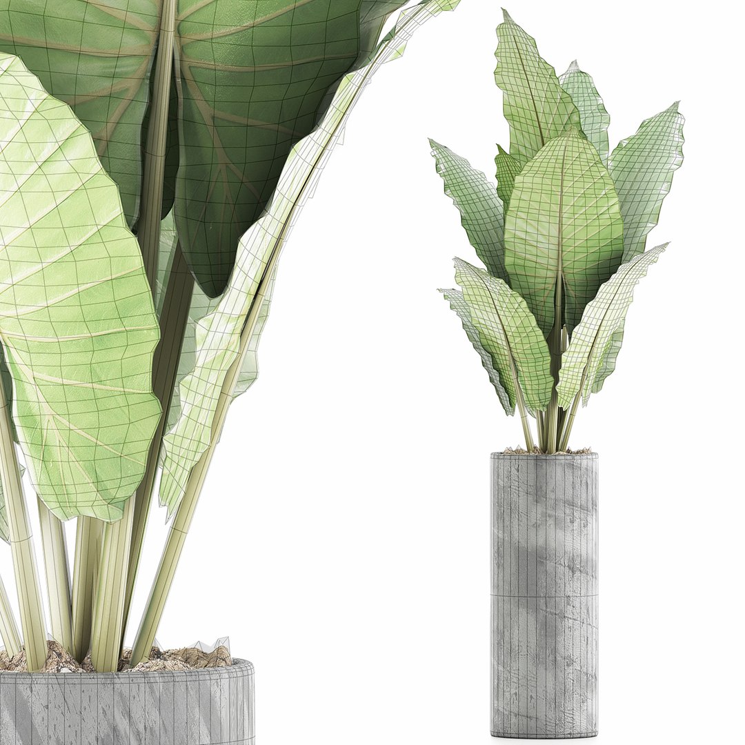 Exotic plants trees model - TurboSquid 1623680