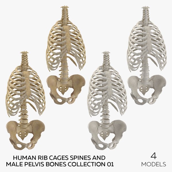Rib Cage 3D Models for Download | TurboSquid