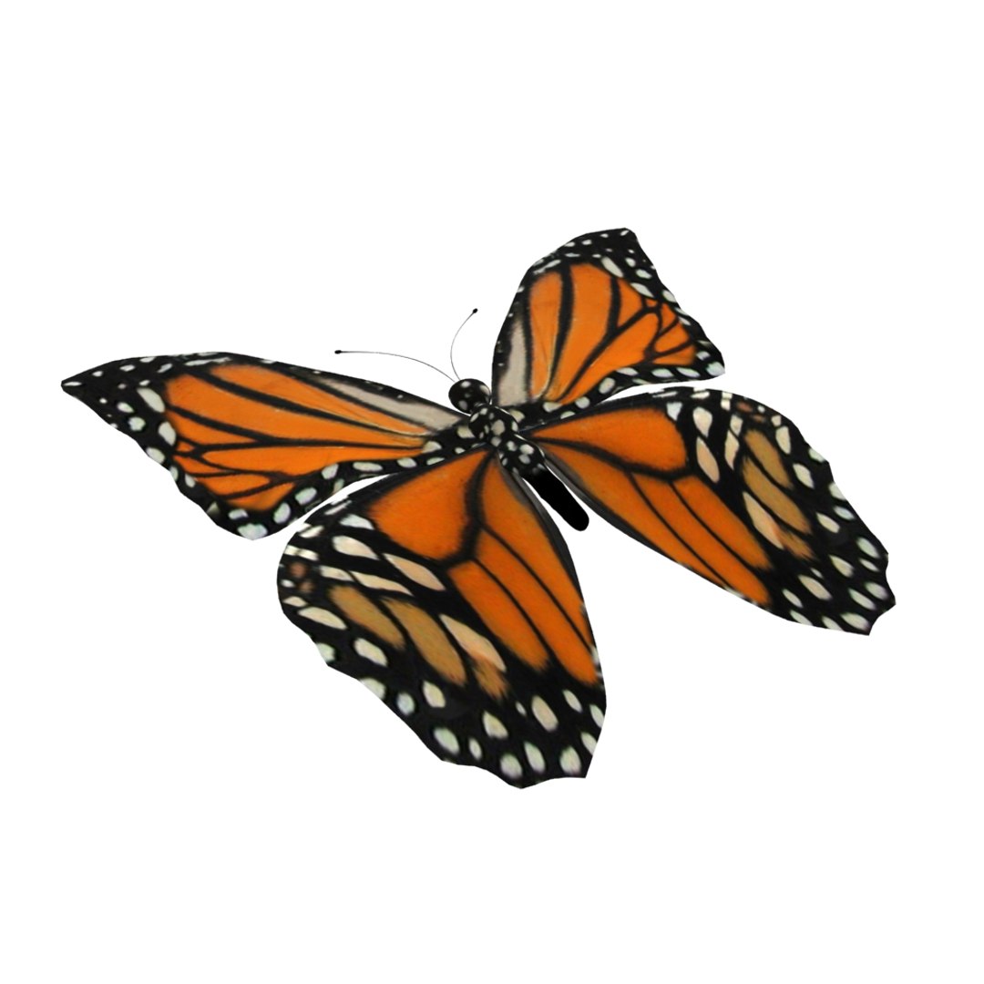 Rig Butterfly 3D Model - TurboSquid 1318050