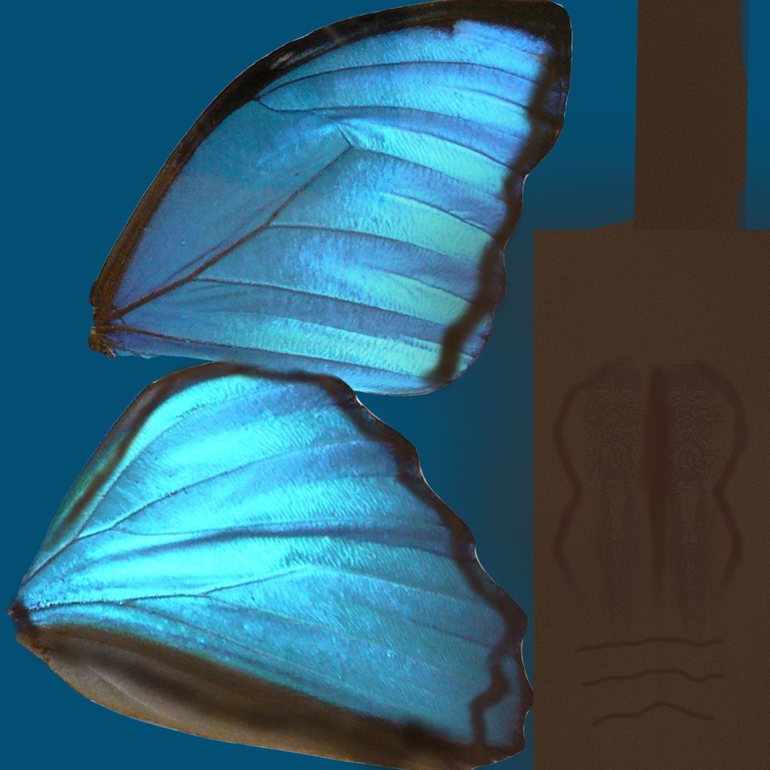 Rig Butterfly 3D Model - TurboSquid 1318050