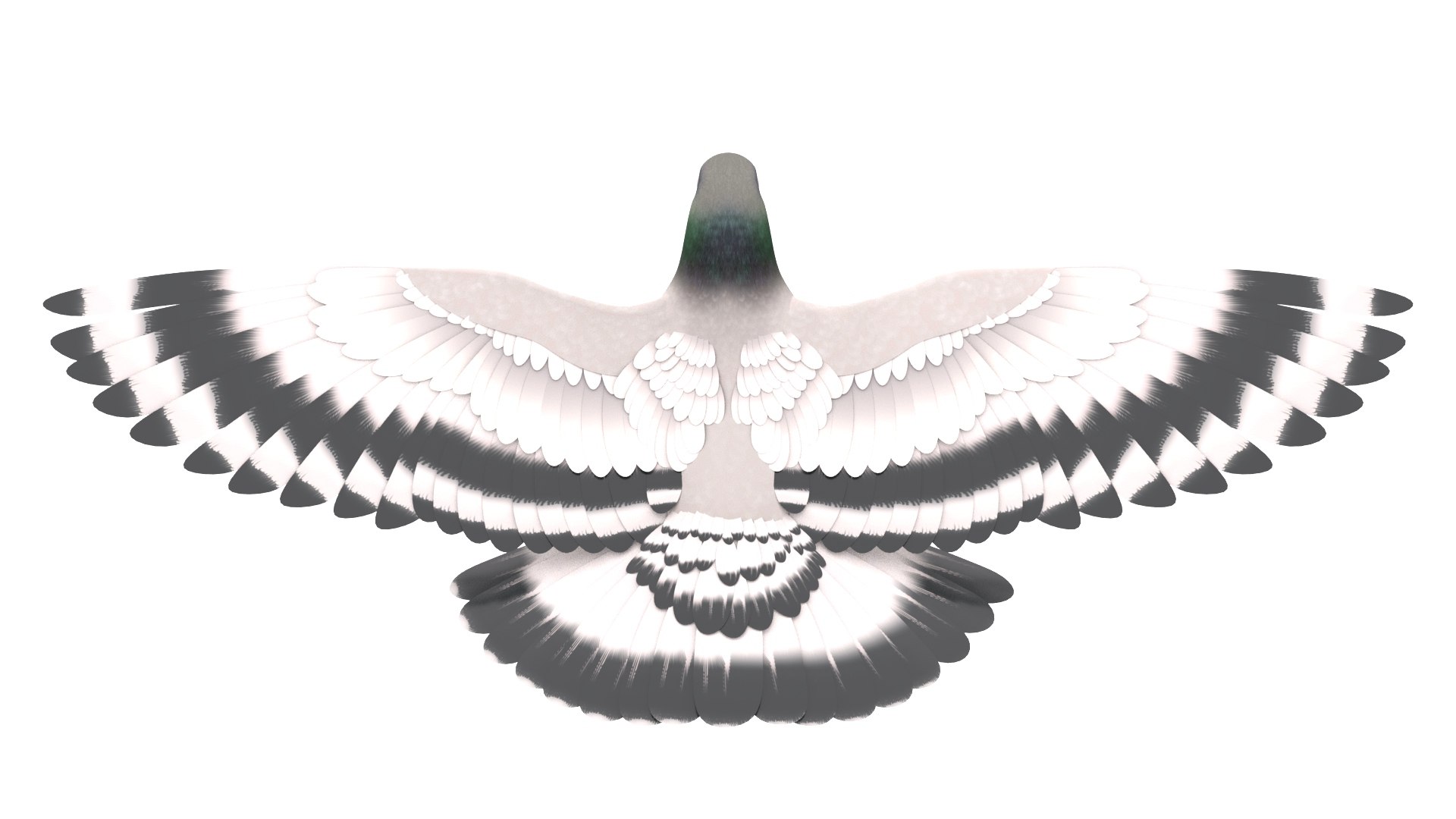 Pigeon 3D Model Model - TurboSquid 1991030