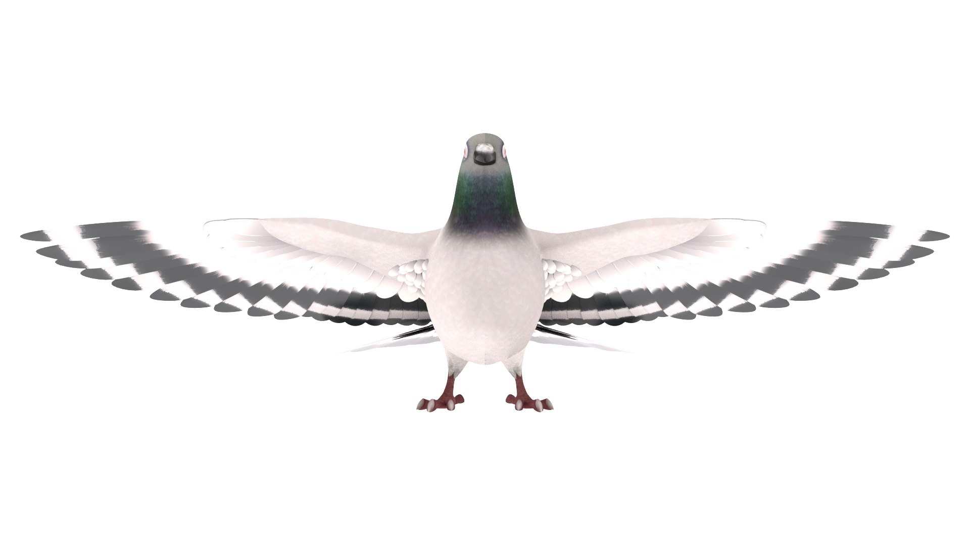 Pigeon 3D Model Model - TurboSquid 1991030