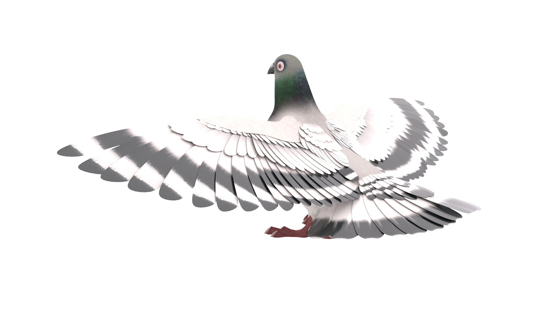 Pigeon 3D Model Model - TurboSquid 1991030