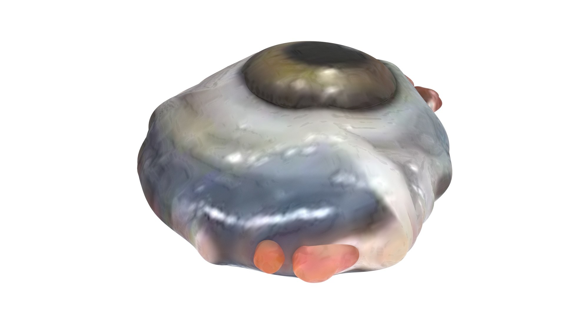 Chicken Eye 3D Model - TurboSquid 2249526