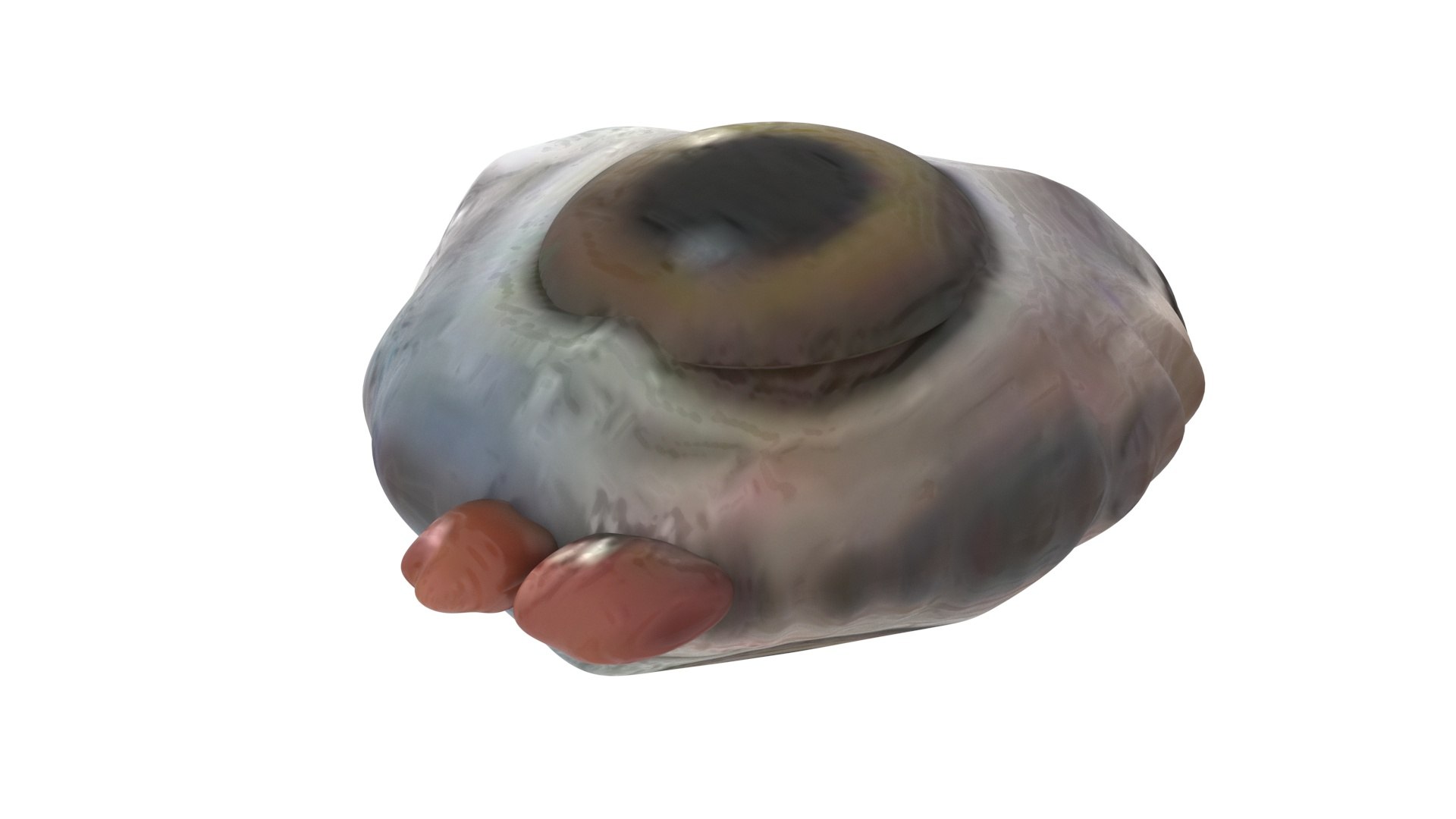 Chicken Eye 3D Model - TurboSquid 2249526