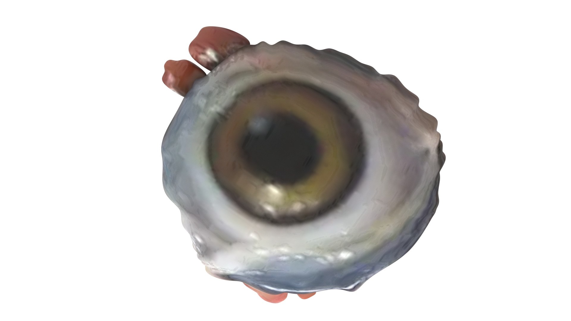 Chicken Eye 3D Model - TurboSquid 2249526