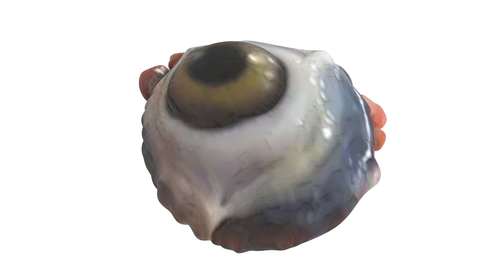 Chicken Eye 3D Model - TurboSquid 2249526