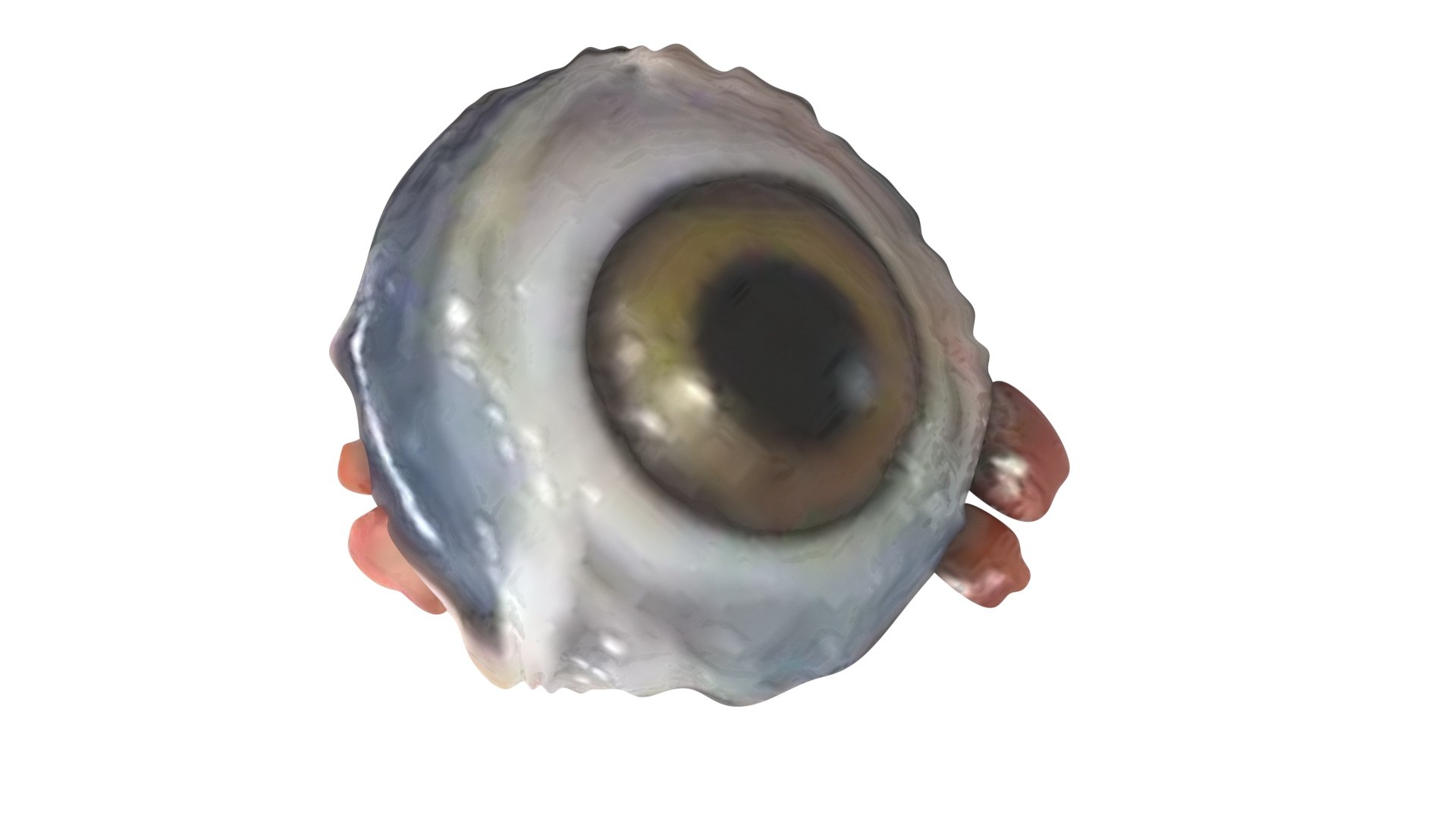 Chicken Eye 3D Model - TurboSquid 2249526