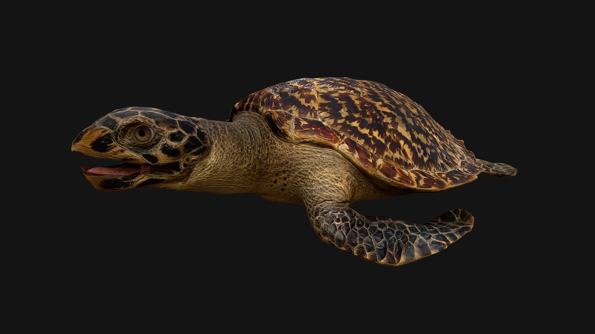 3D Turtle - TurboSquid 2064431