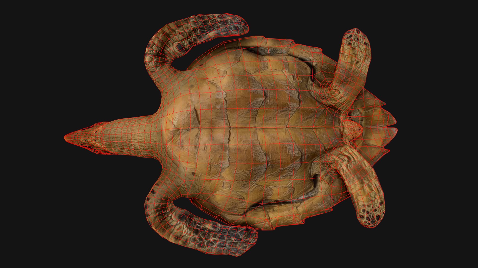 3D Turtle - TurboSquid 2064431