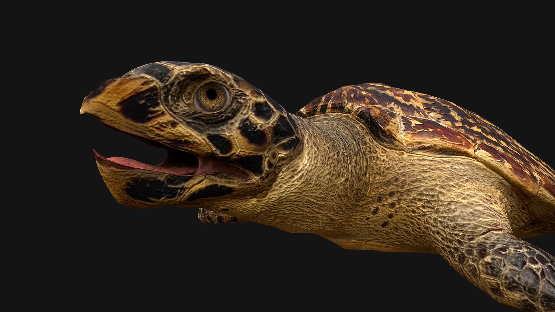 3D Turtle - TurboSquid 2064431