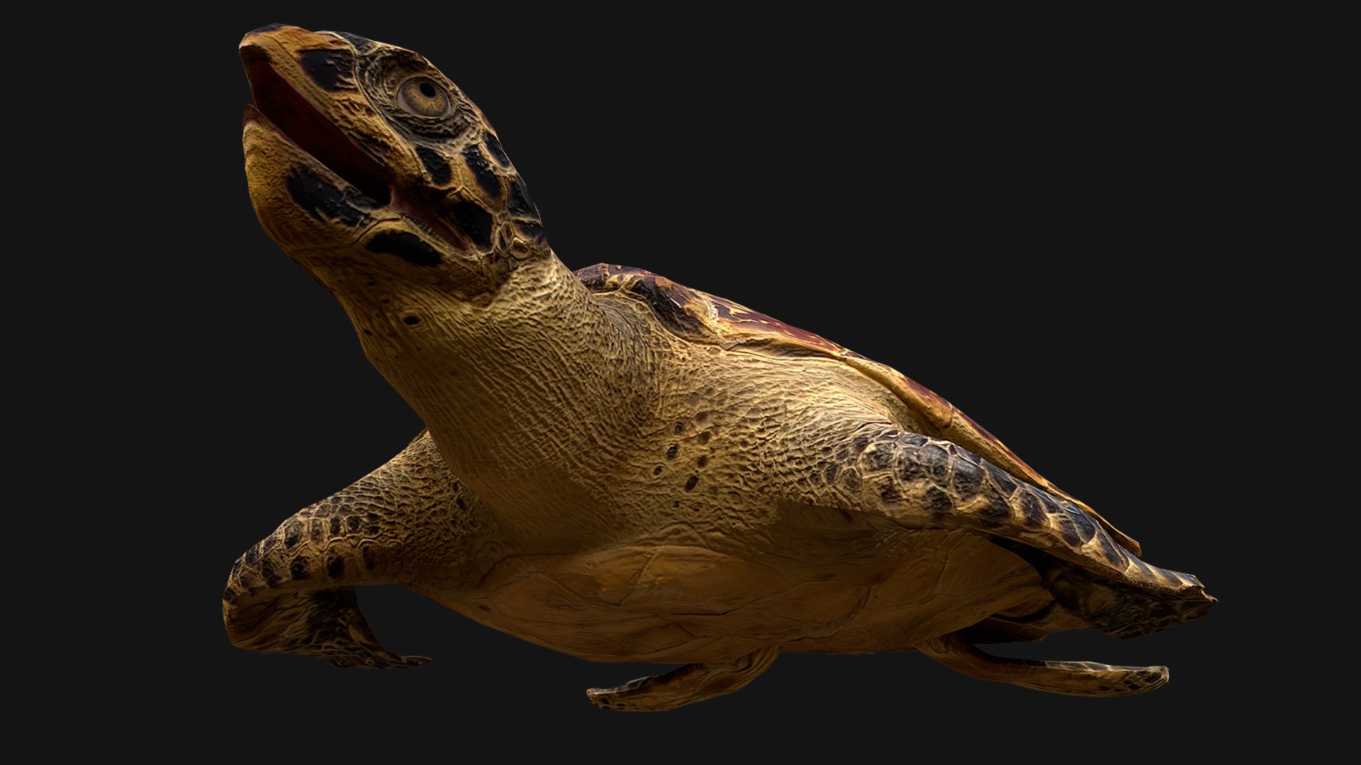 3D Turtle - TurboSquid 2064431