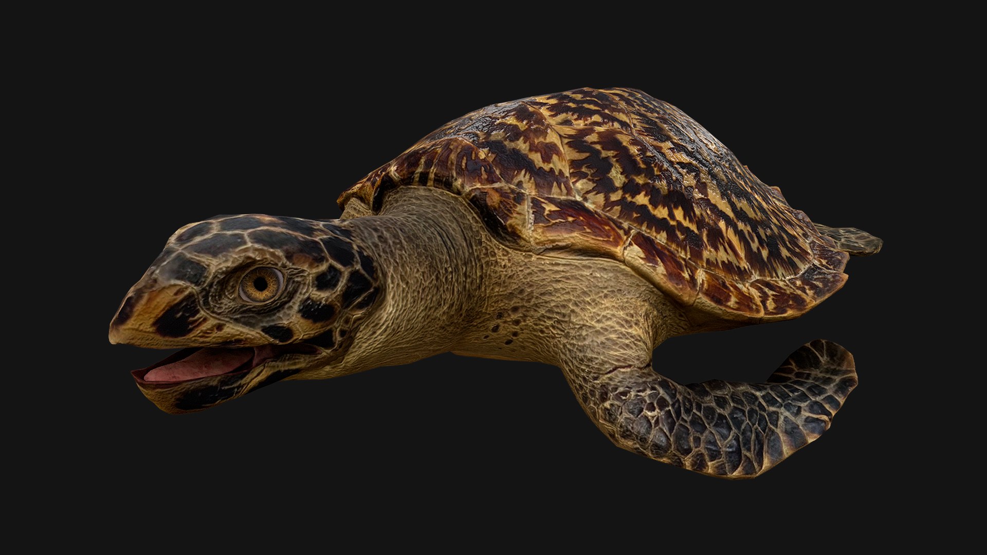3D Turtle - TurboSquid 2064431