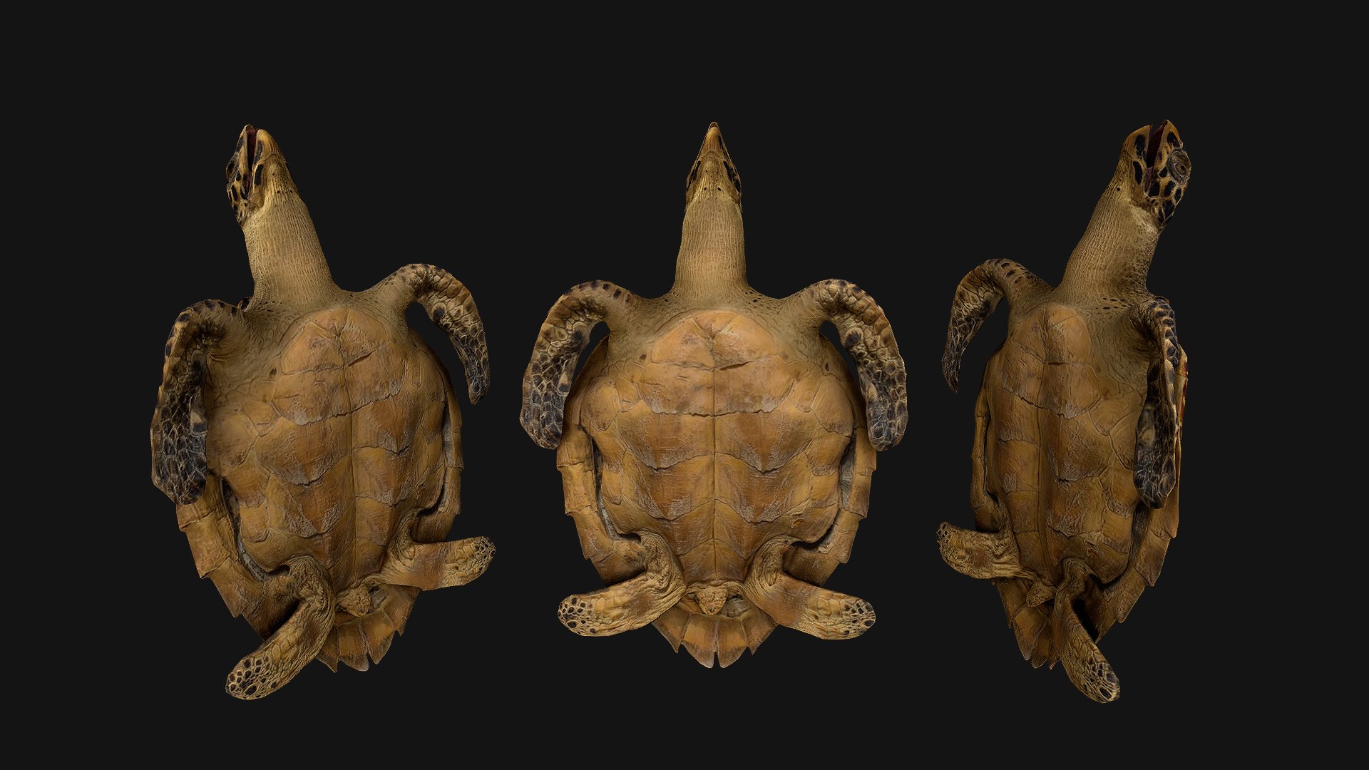 3D Turtle - TurboSquid 2064431