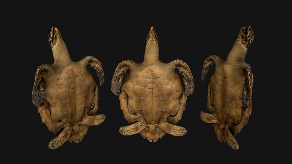 modelo 3d Tortuga - TurboSquid 2064431