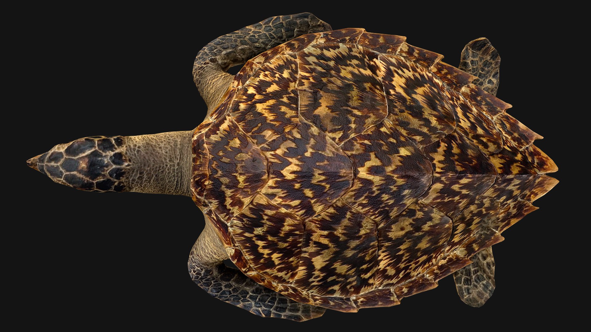 3D Turtle - TurboSquid 2064431
